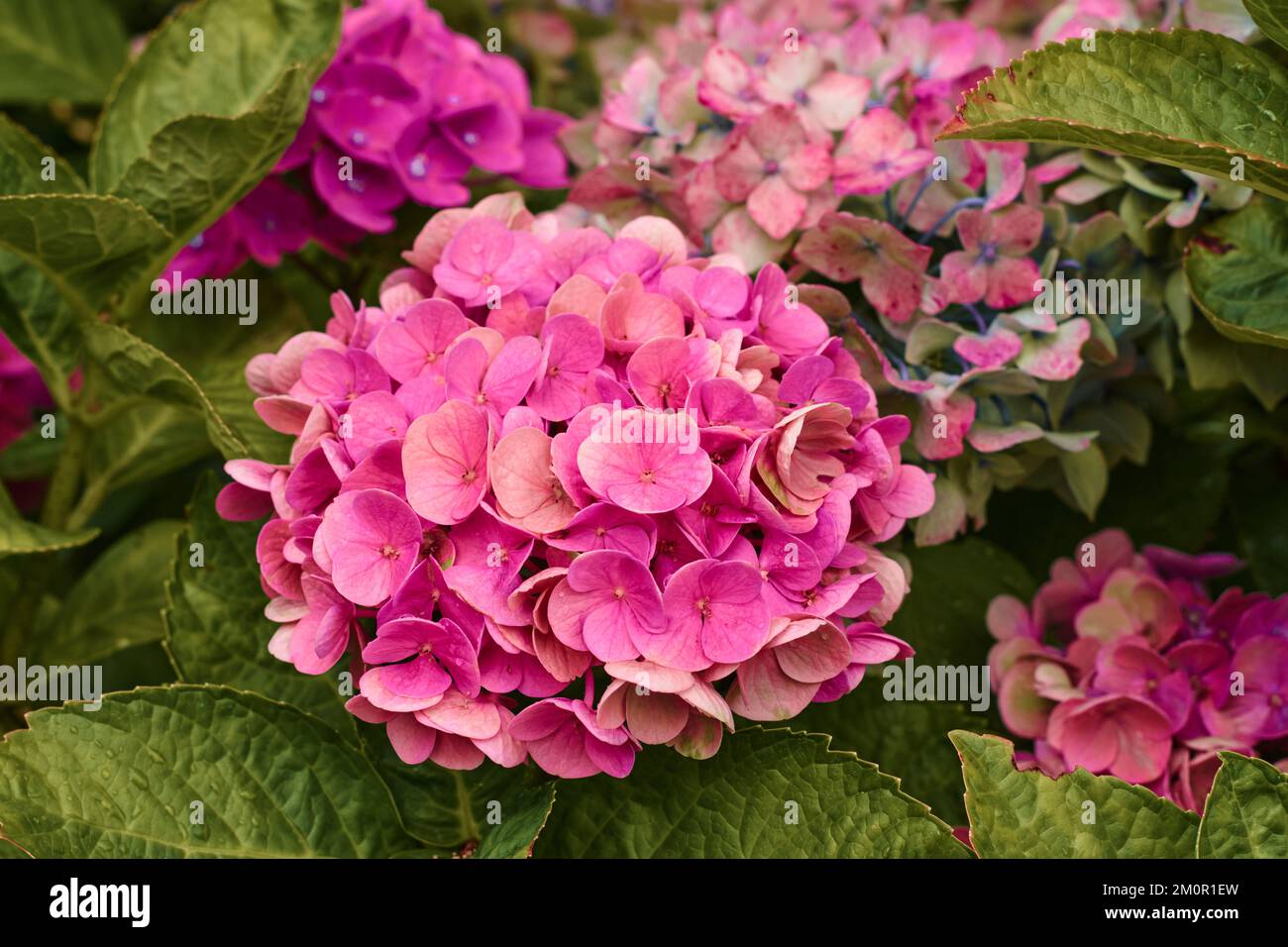 Hydrangea pink, purple and blue hydrangea flowers. Hydrangea ...