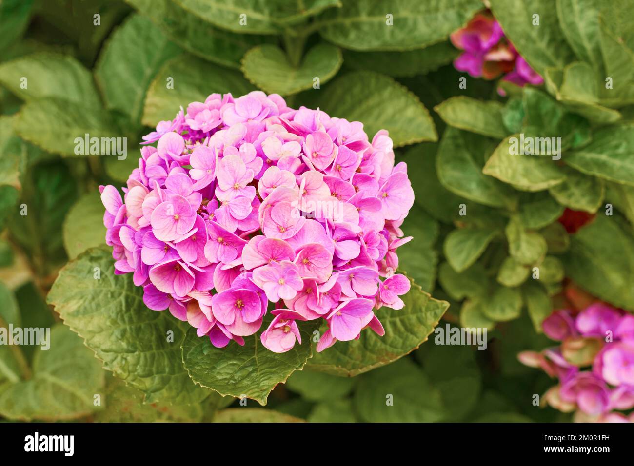 Hydrangea pink, purple and blue hydrangea flowers. Hydrangea ...