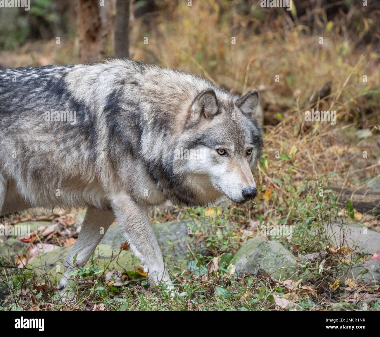 lose-up of beautiful gray wolf (Canis Lupus) standing in woodlands ...