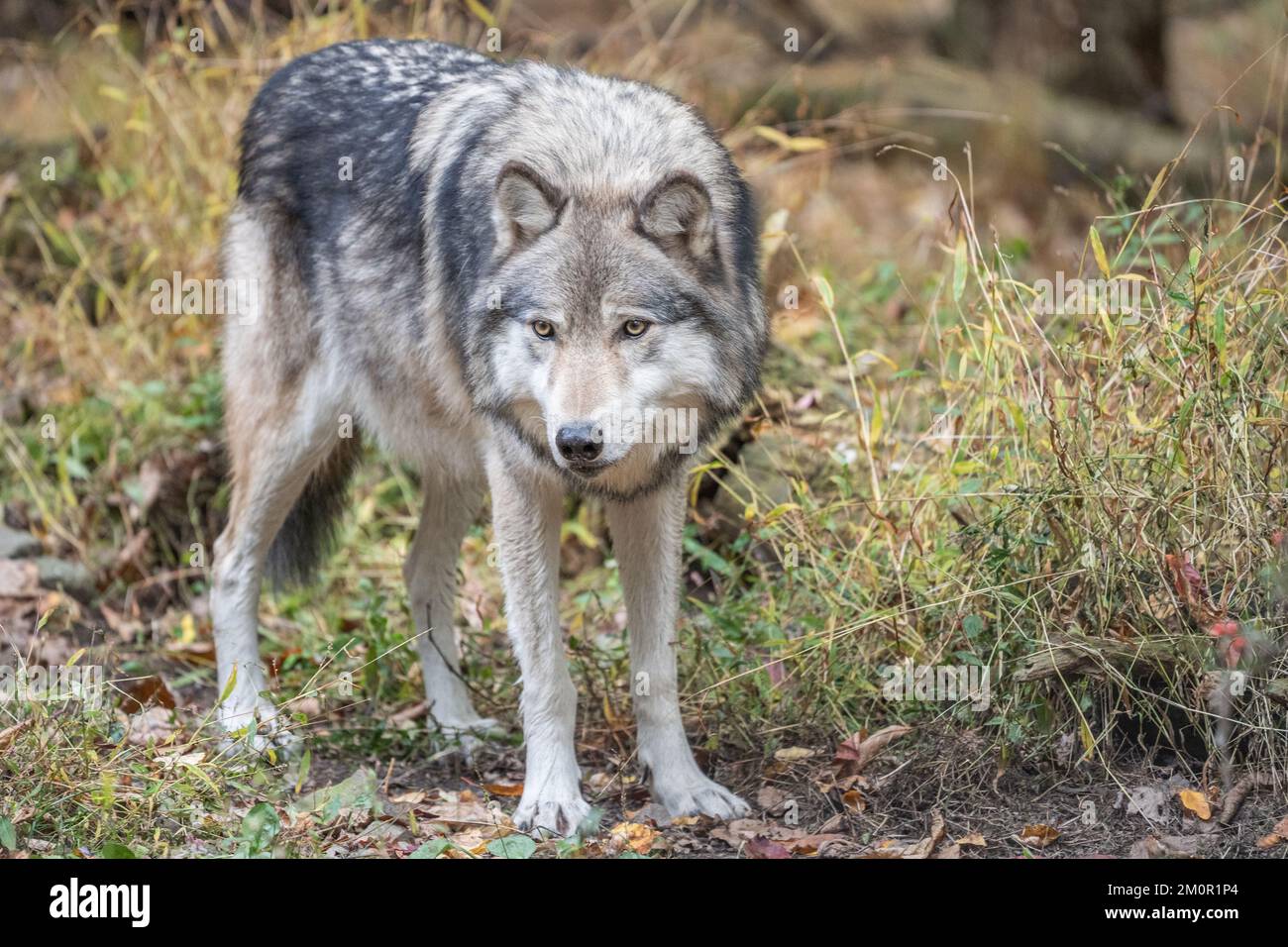 lose-up of beautiful gray wolf (Canis Lupus) standing in woodlands ...