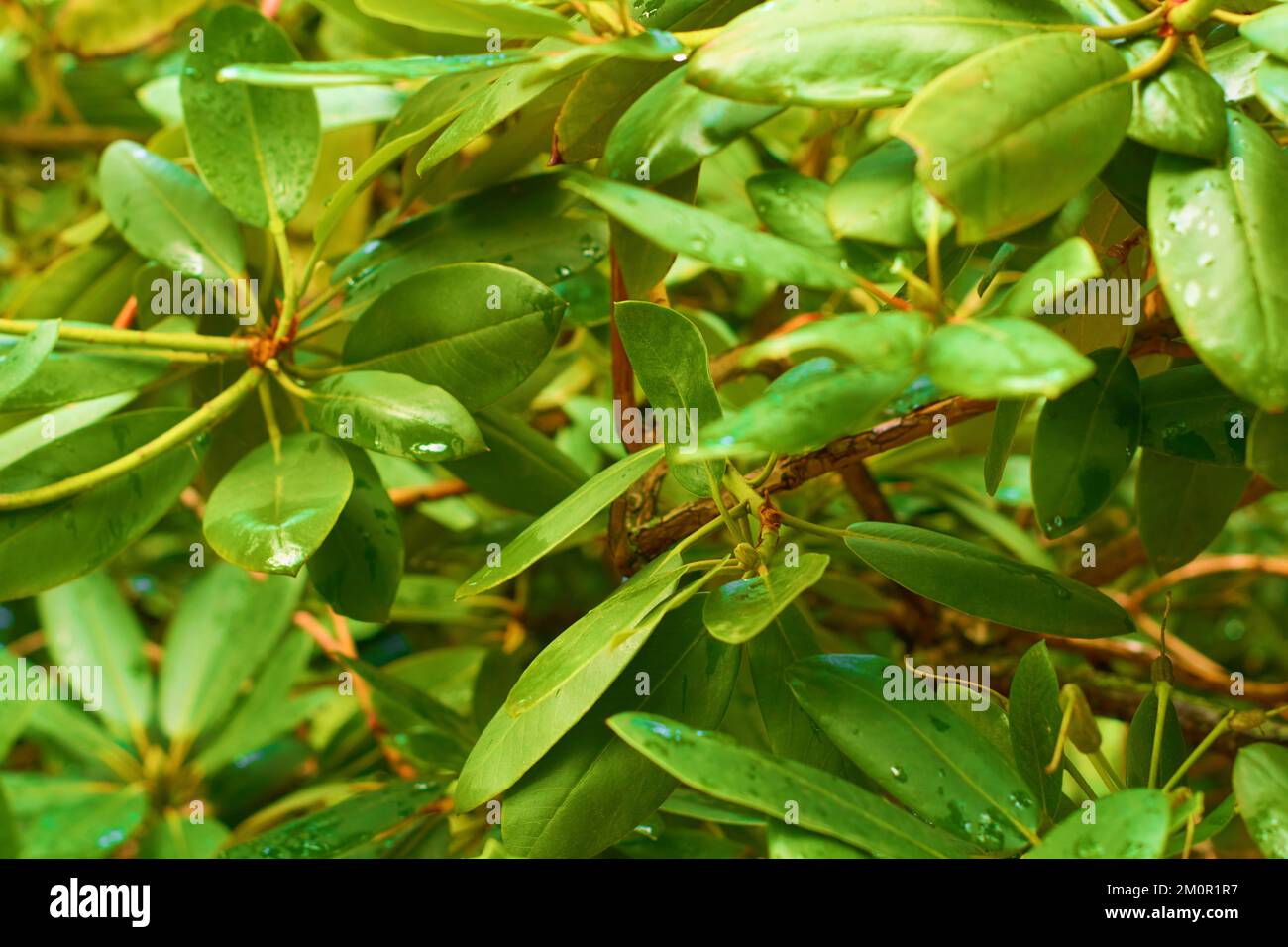 Rhododendron ponticum green leaf texture. Leaves texture background ...