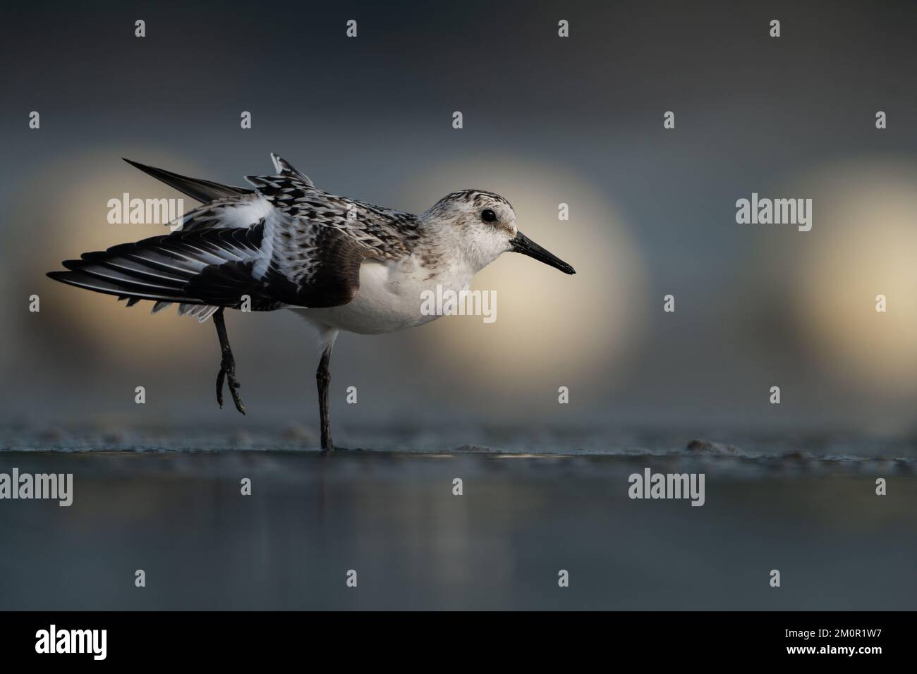 Sanderling hong kong hi-res stock photography and images - Alamy
