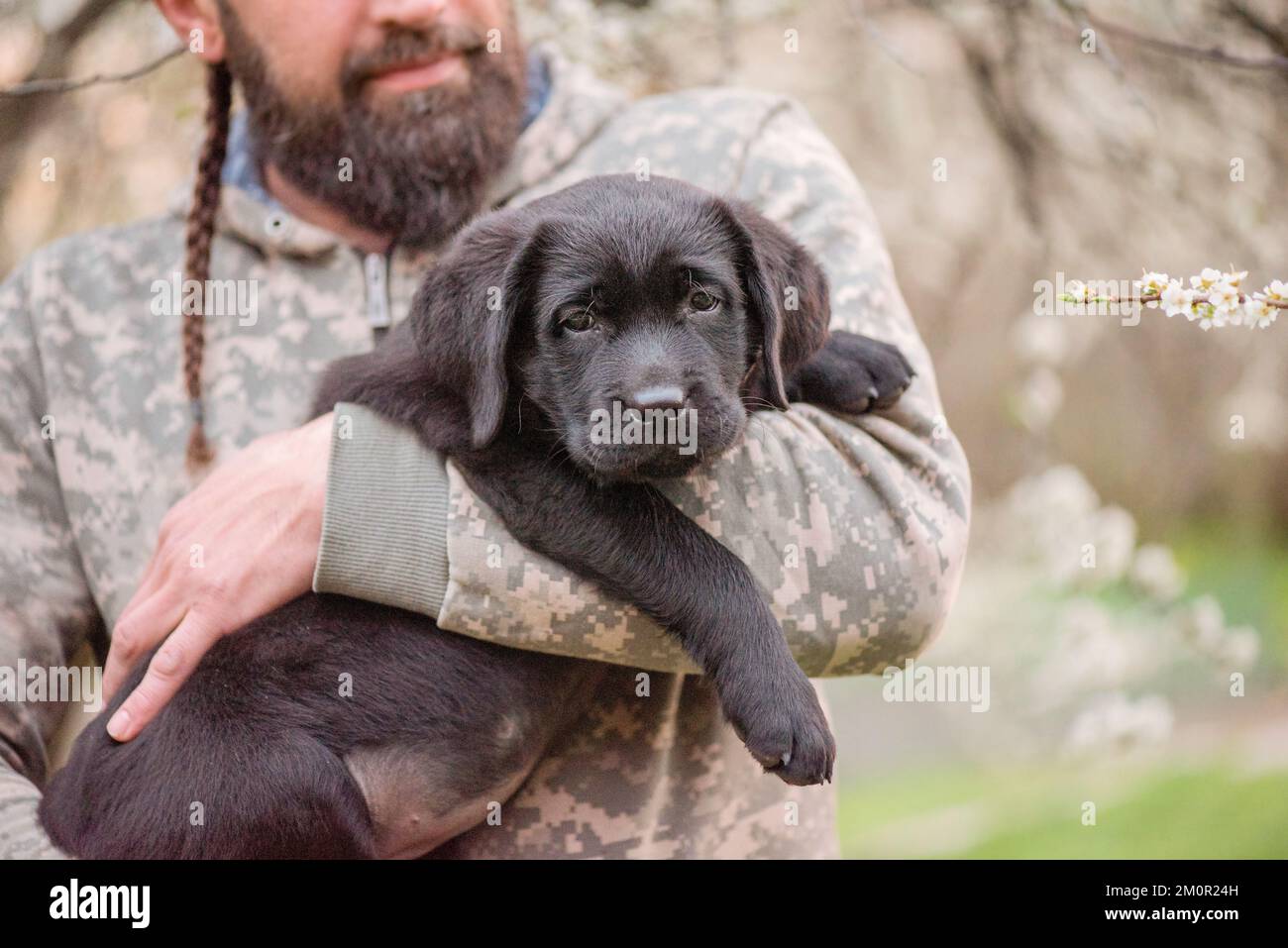 A dog in the arms of a bearded man. A small black Labrador retriever ...