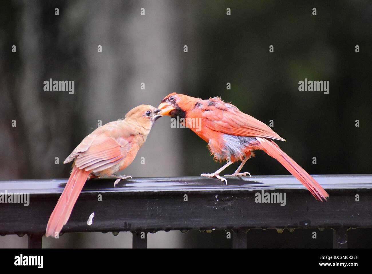 Cute Baby Cardinal