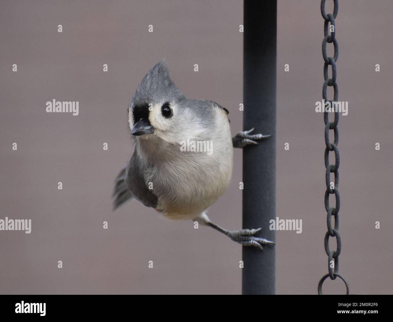 Eastern tufted hi-res stock photography and images - Alamy
