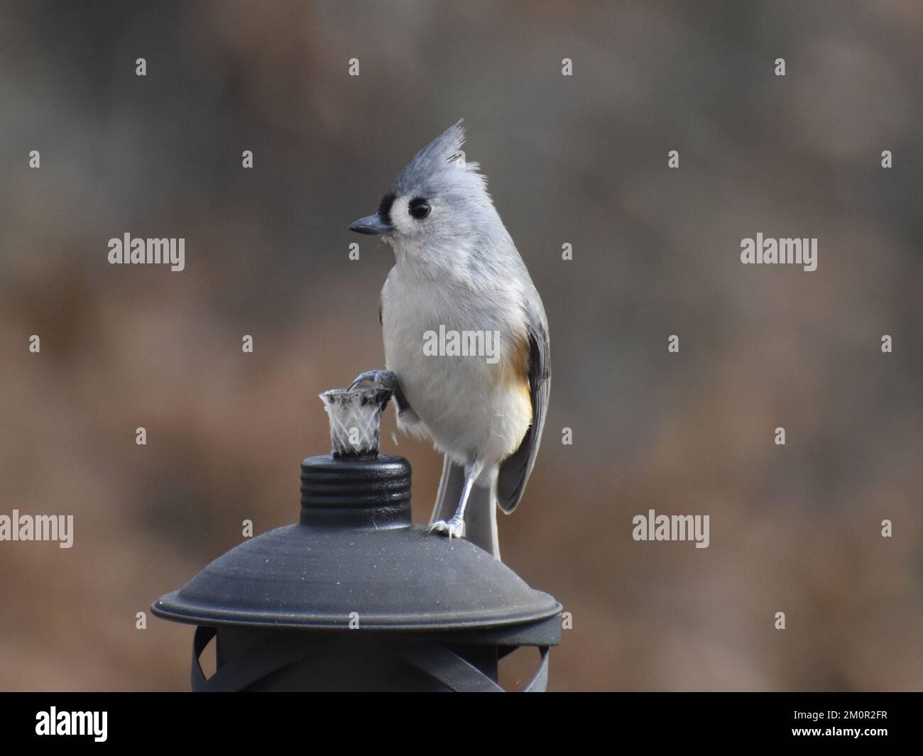 Eastern titmouse hi-res stock photography and images - Alamy