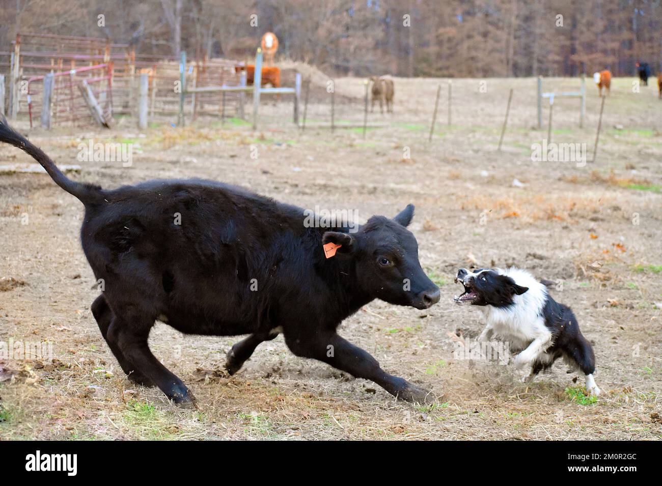 Herding animals hi-res stock photography and images - Alamy