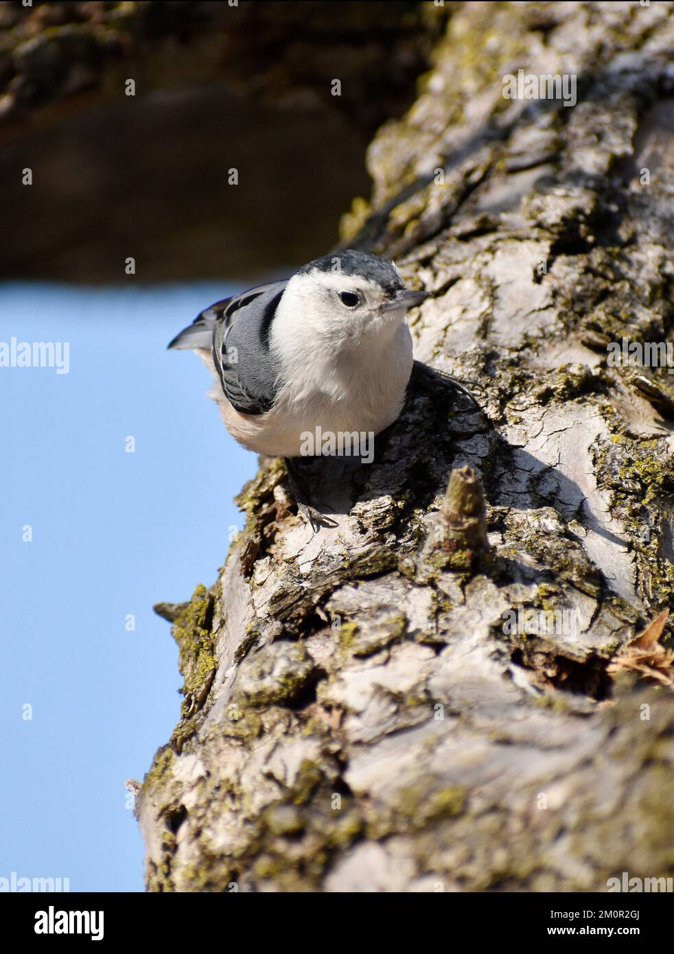 Common nuthatch hi-res stock photography and images - Alamy