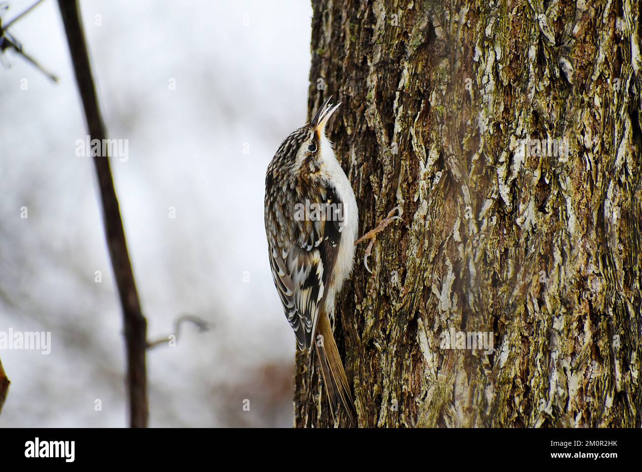 Brown Creeper eating insect egg Stock Photo - Alamy