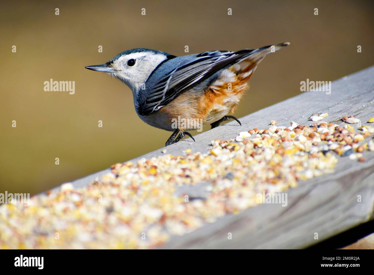 Cute nuthatch hi-res stock photography and images - Alamy
