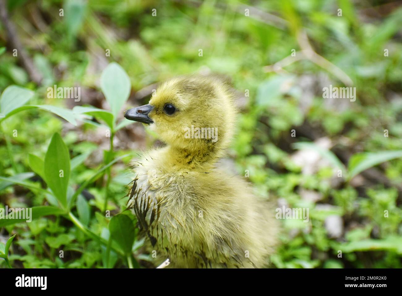 Adorable bird hi-res stock photography and images - Alamy