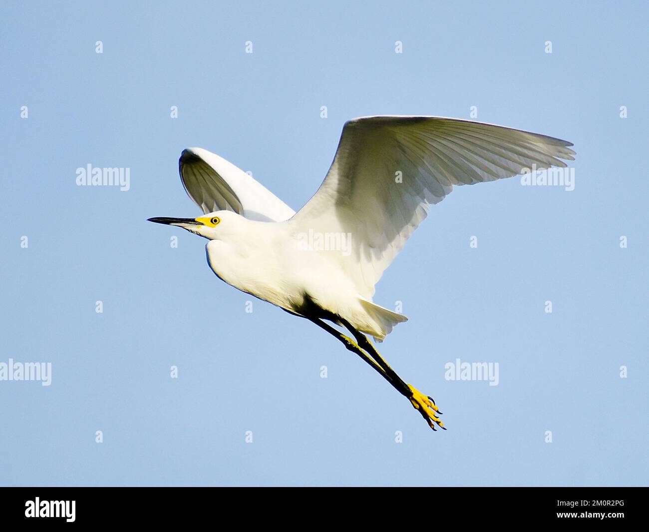 Birds of guyana hi-res stock photography and images - Alamy