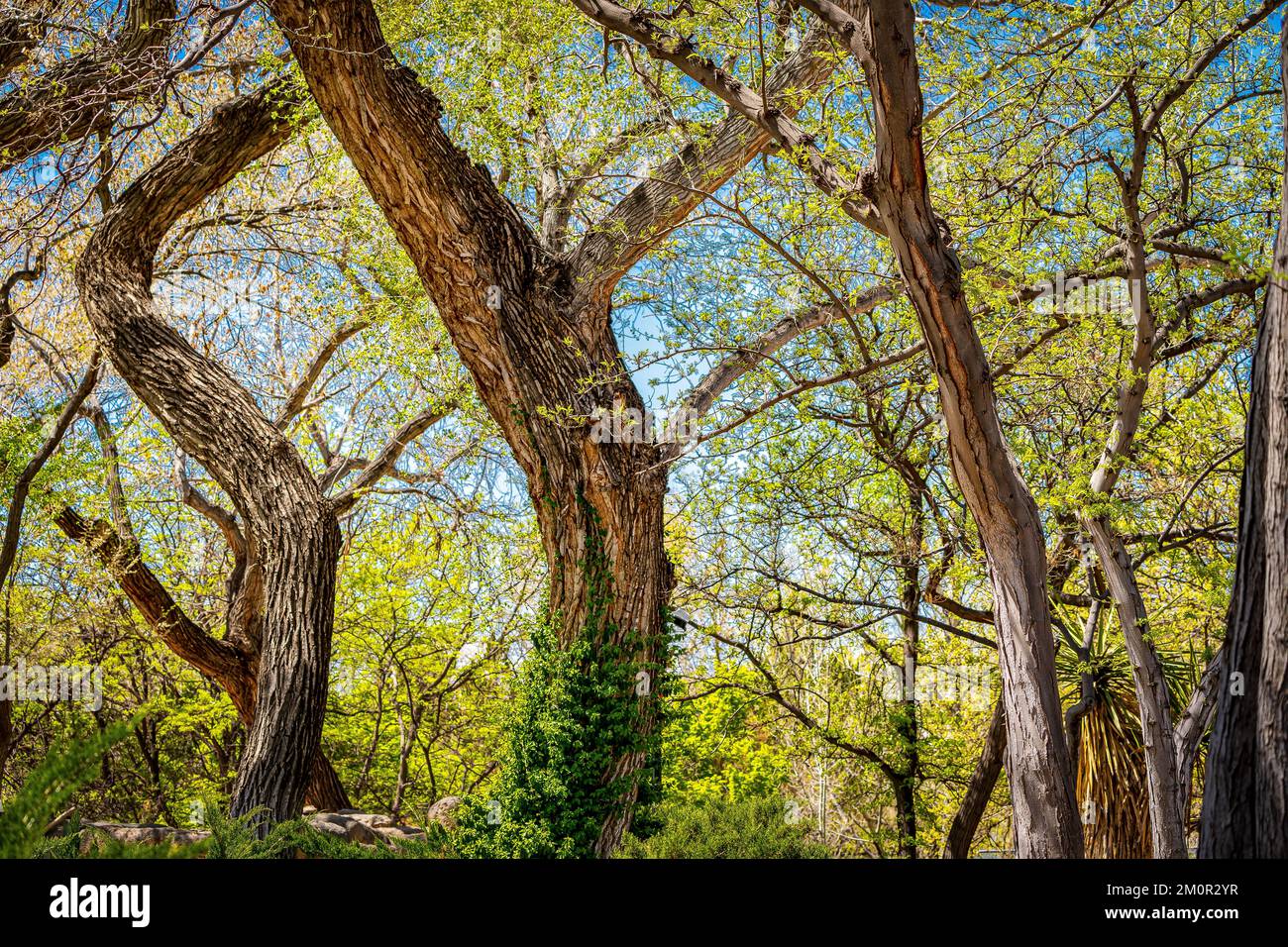 Twisted Tree Trunks Sport New Spring Growth at Albuquerque Zoo Stock ...