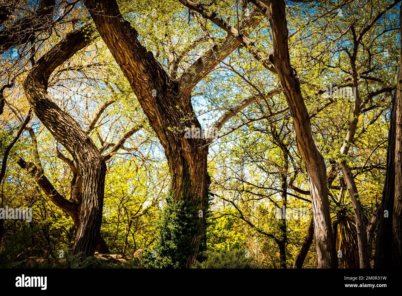 Twisted Tree Trunks Sport New Spring Growth at Albuquerque Zoo Stock ...