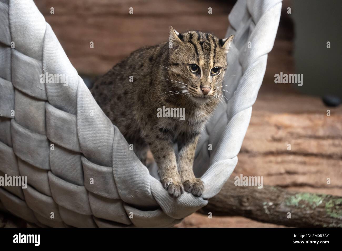 Beautiful portrait cat perched hi-res stock photography and images - Alamy