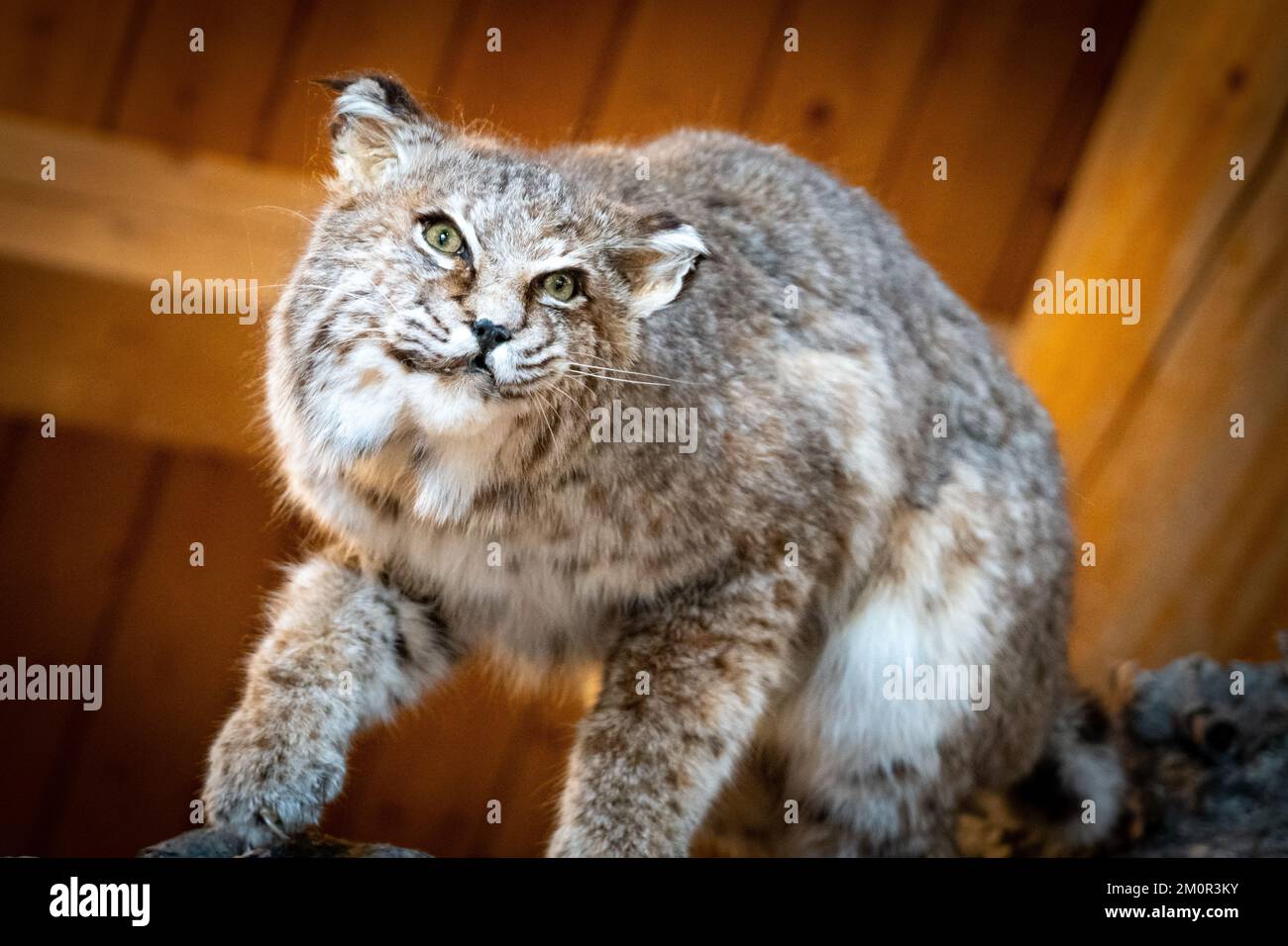Ear tufts hi-res stock photography and images - Alamy