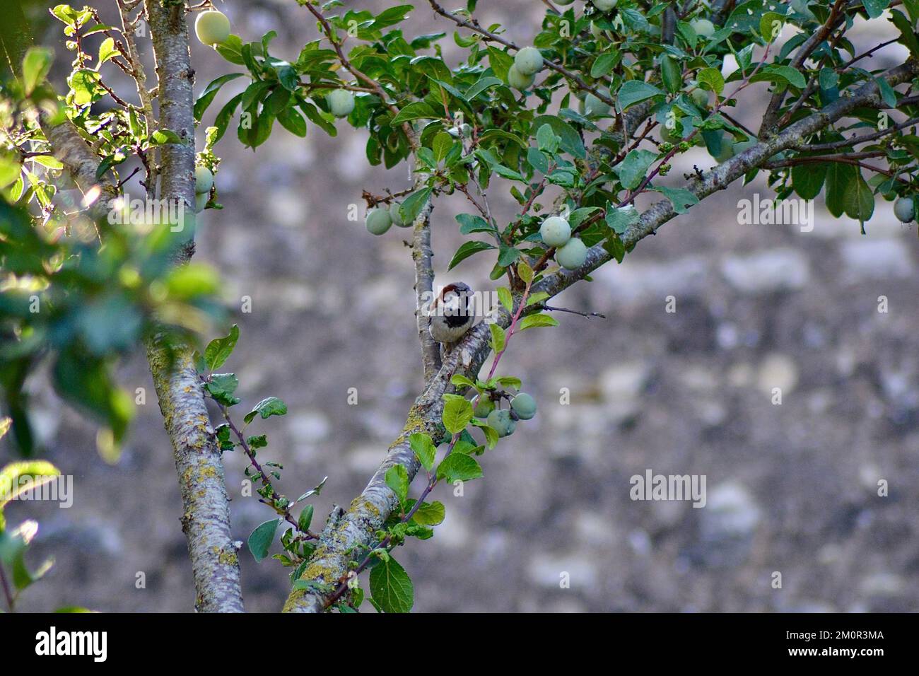 A cute little sparrow eyeing green fruits up on a young tree in a sunny ...