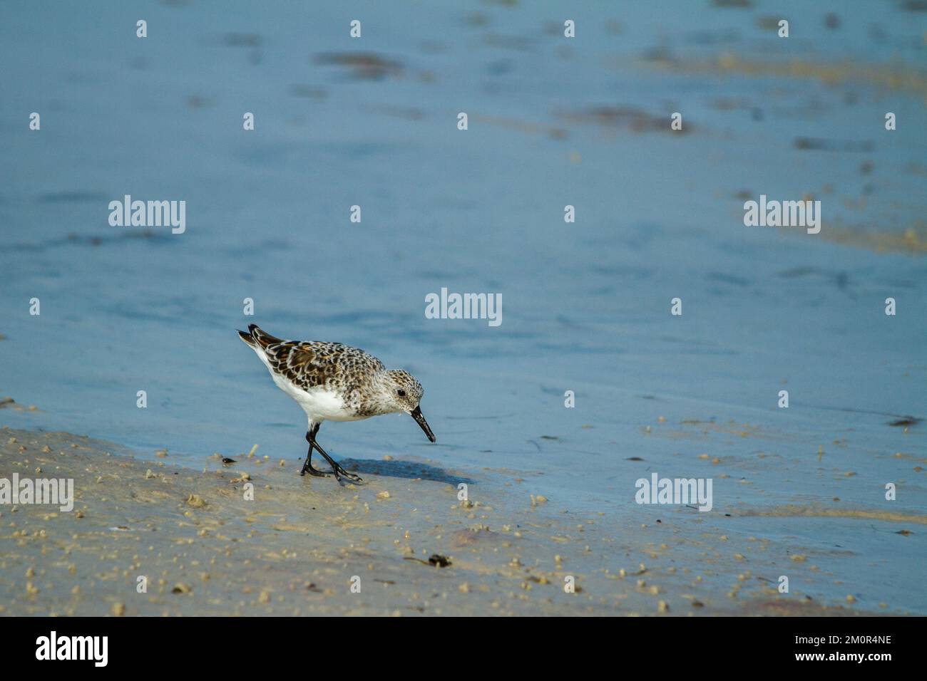 Semi palmated sandpiper hi-res stock photography and images - Alamy