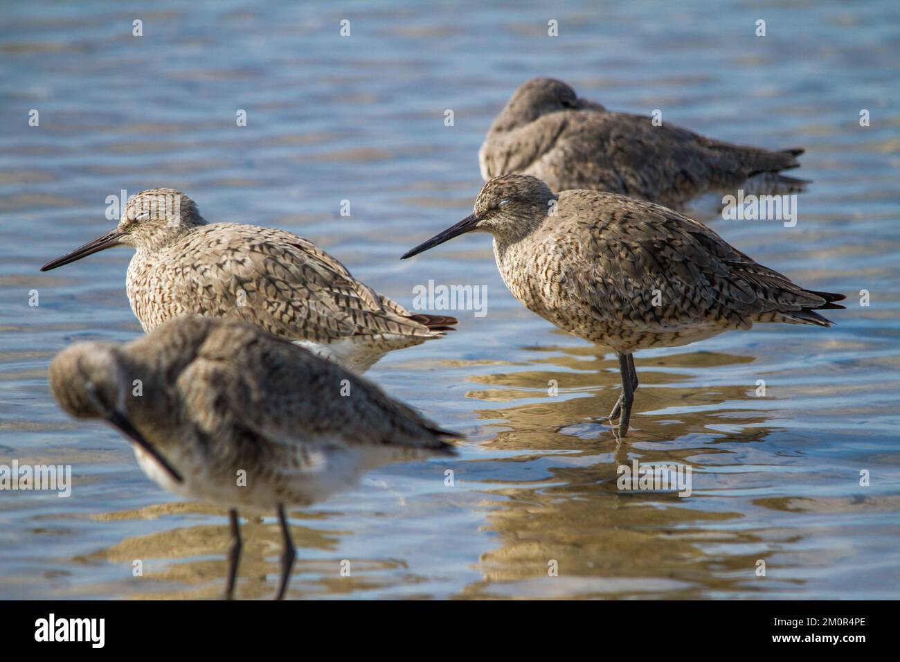 Shorebirds in shallow water hi-res stock photography and images - Alamy