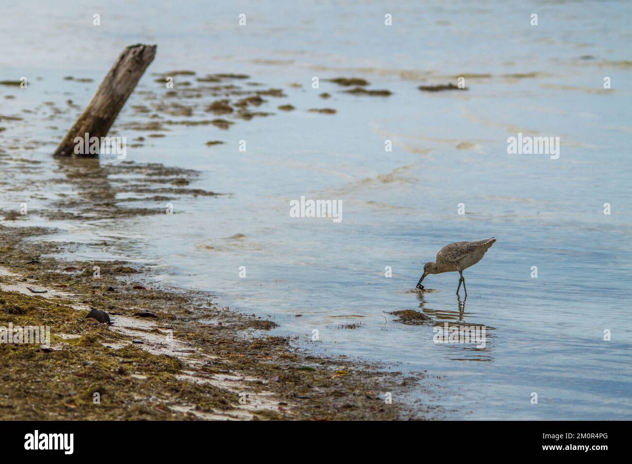 Willet foraging on a beach in Florida Stock Photo - Alamy