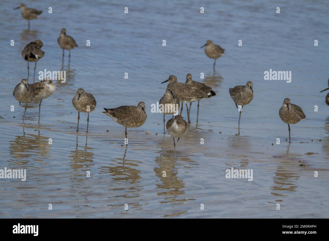 Willets hi-res stock photography and images - Alamy
