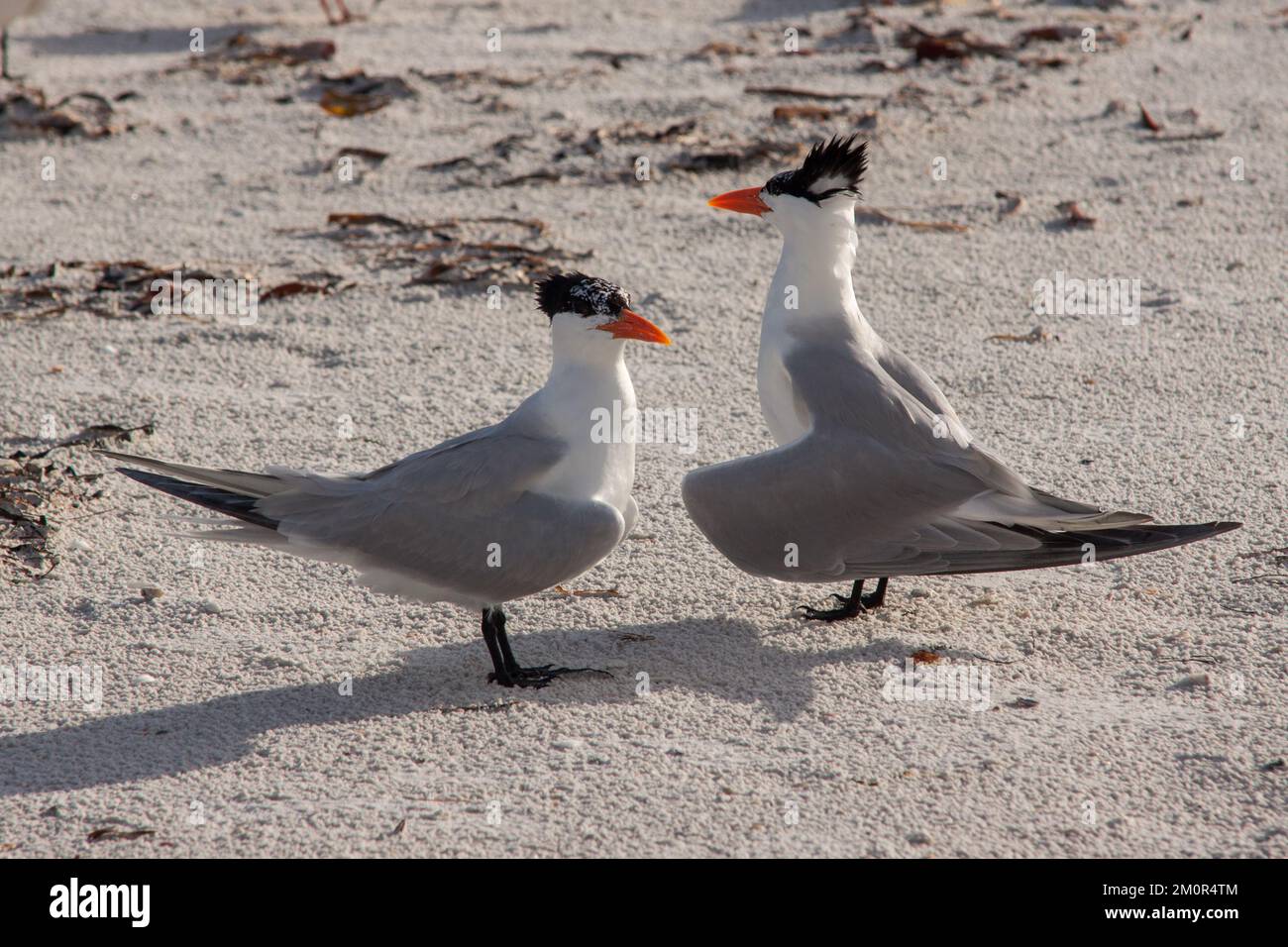 Terns birds shorebirds hi-res stock photography and images - Alamy