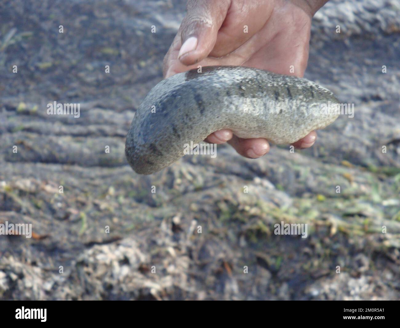 Places to visit in Jaffna, Sri Lanka Stock Photo - Alamy