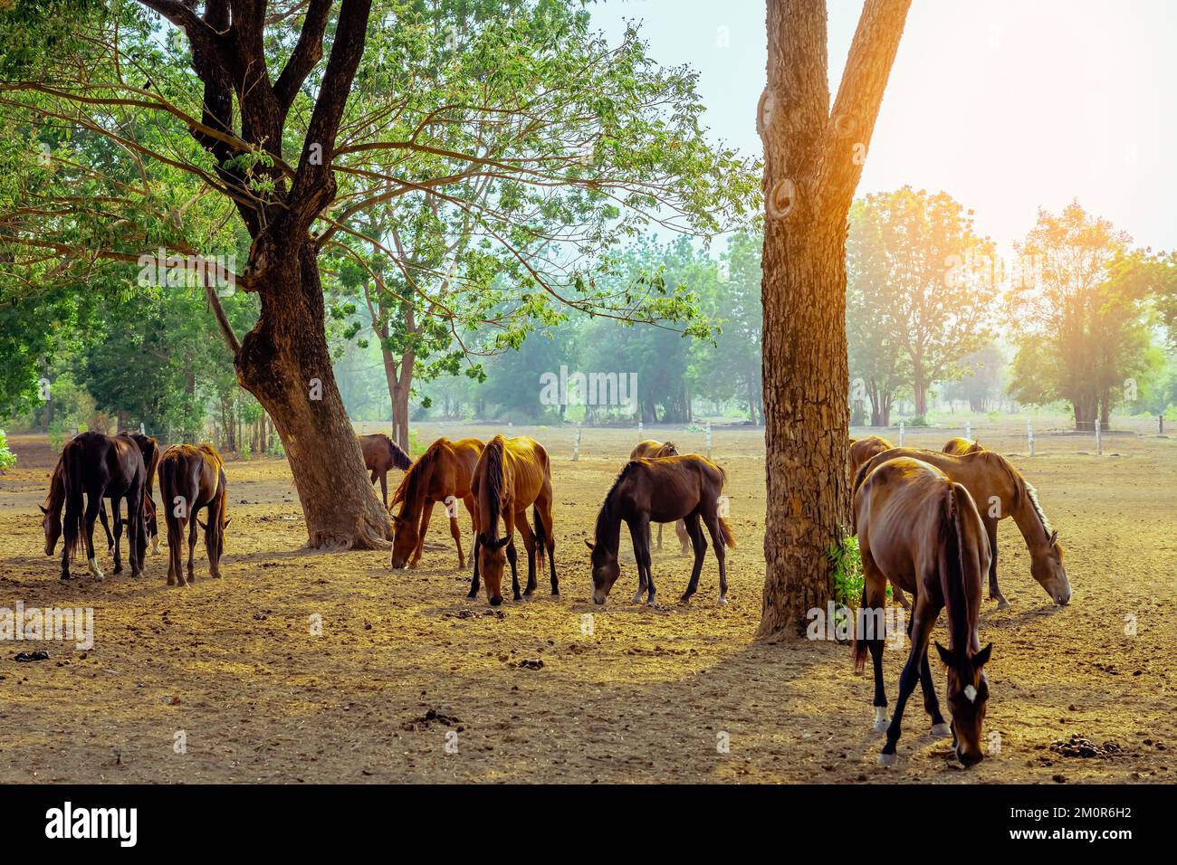 Horses grazing in field in evening. Many horses on pasture in sunset ...