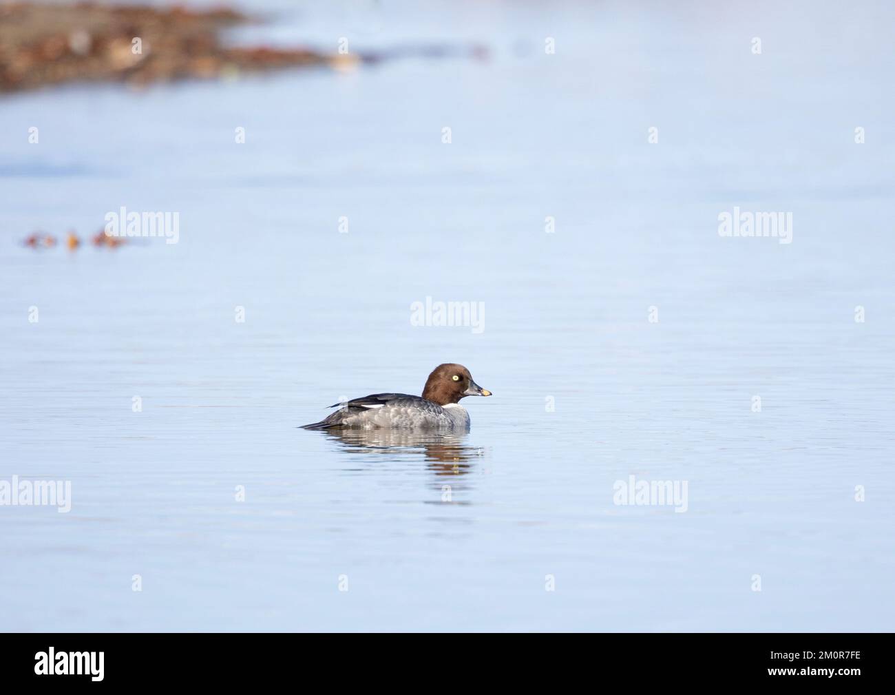 Common Goldeneye Female Stock Photo - Alamy