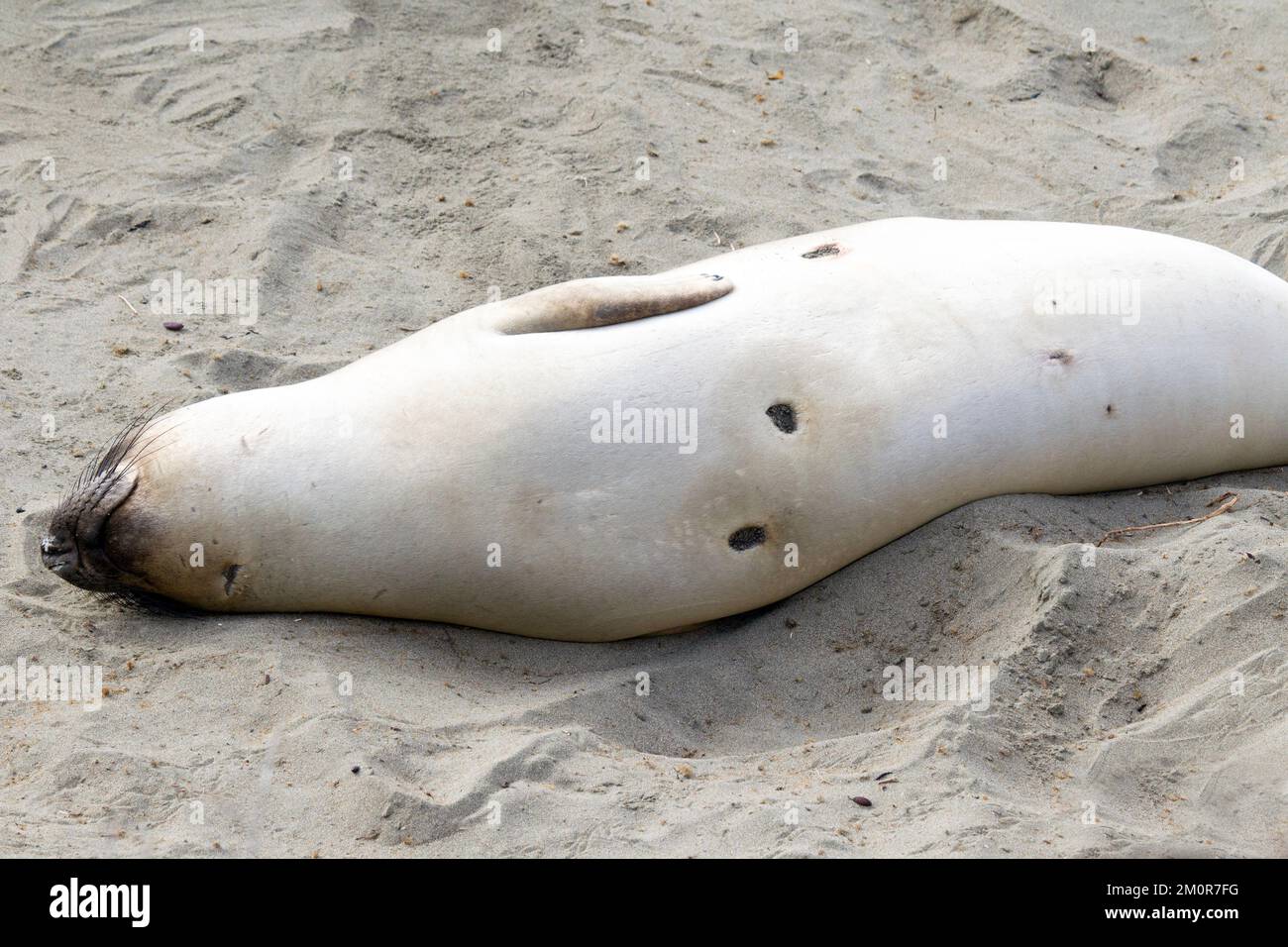 Cookie Cutter Shark Wound