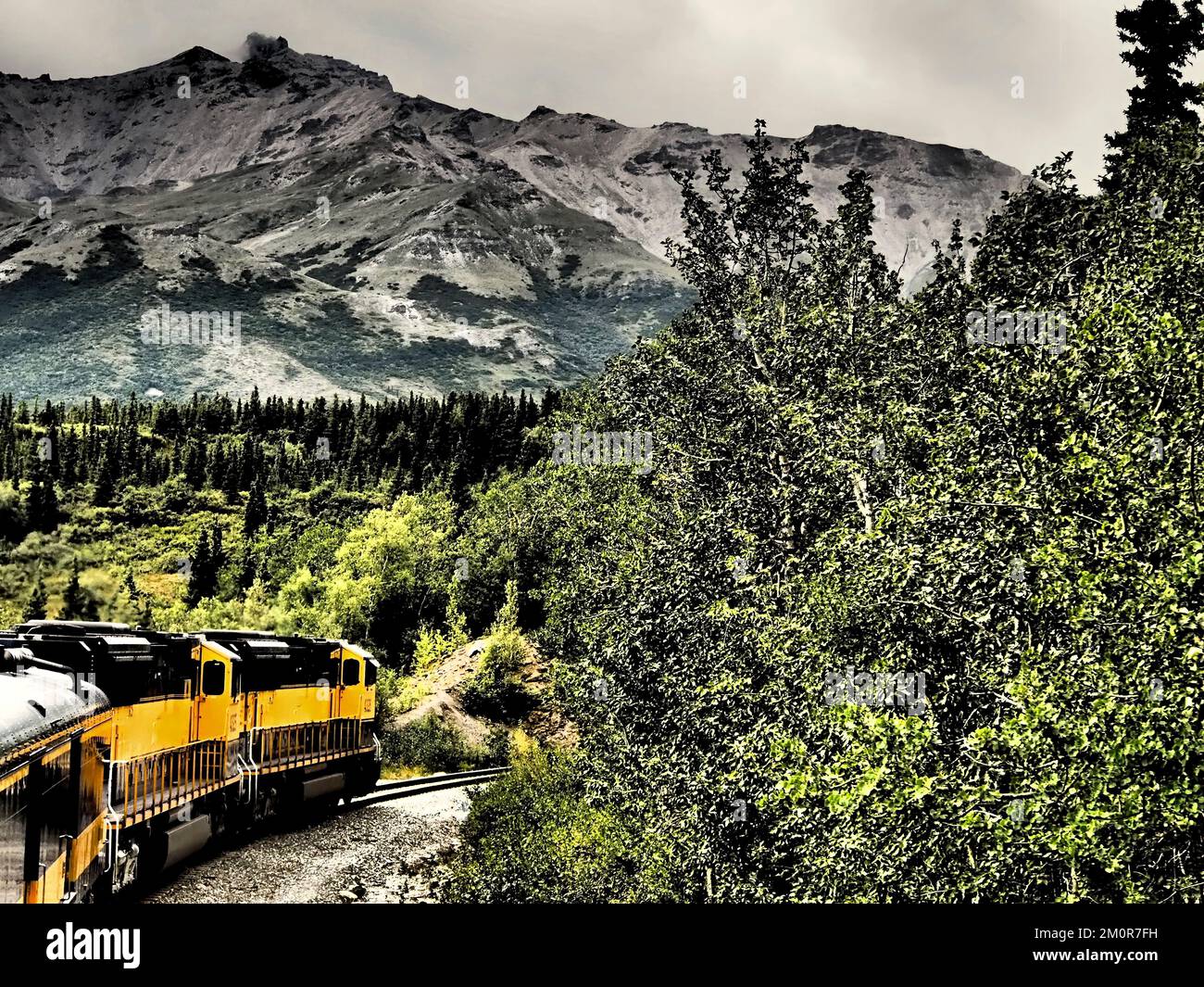 Yellow train cars in Alaska, rounding a curve in the mountains, trees ...