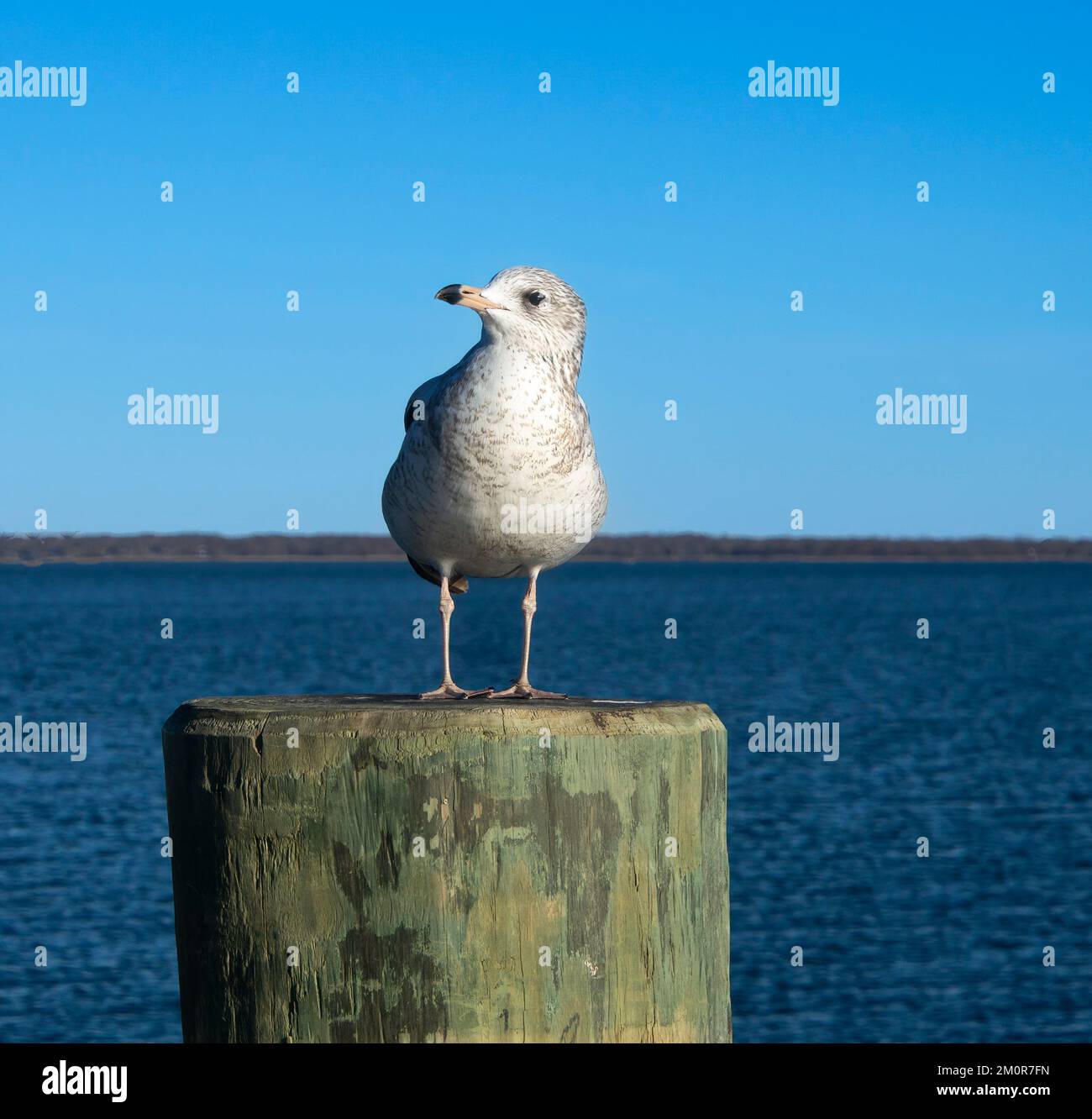 White seagull stands on wooden post of dock on bay beach. Blue sky ...