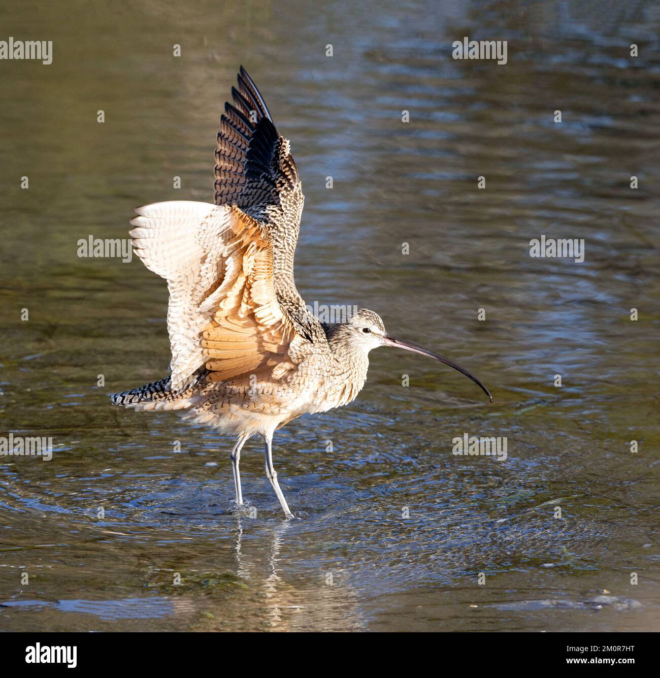 Long billed curlew wings stretched up hi-res stock photography and ...
