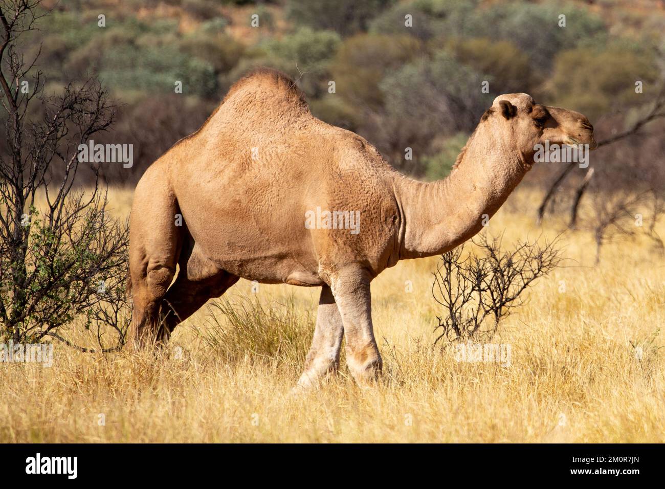 Australian feral animal hi-res stock photography and images - Alamy