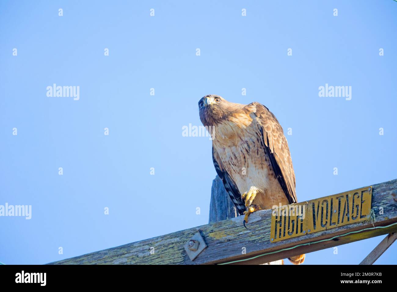 Red tailed hawk on high voltage pole hi-res stock photography and images - Alamy