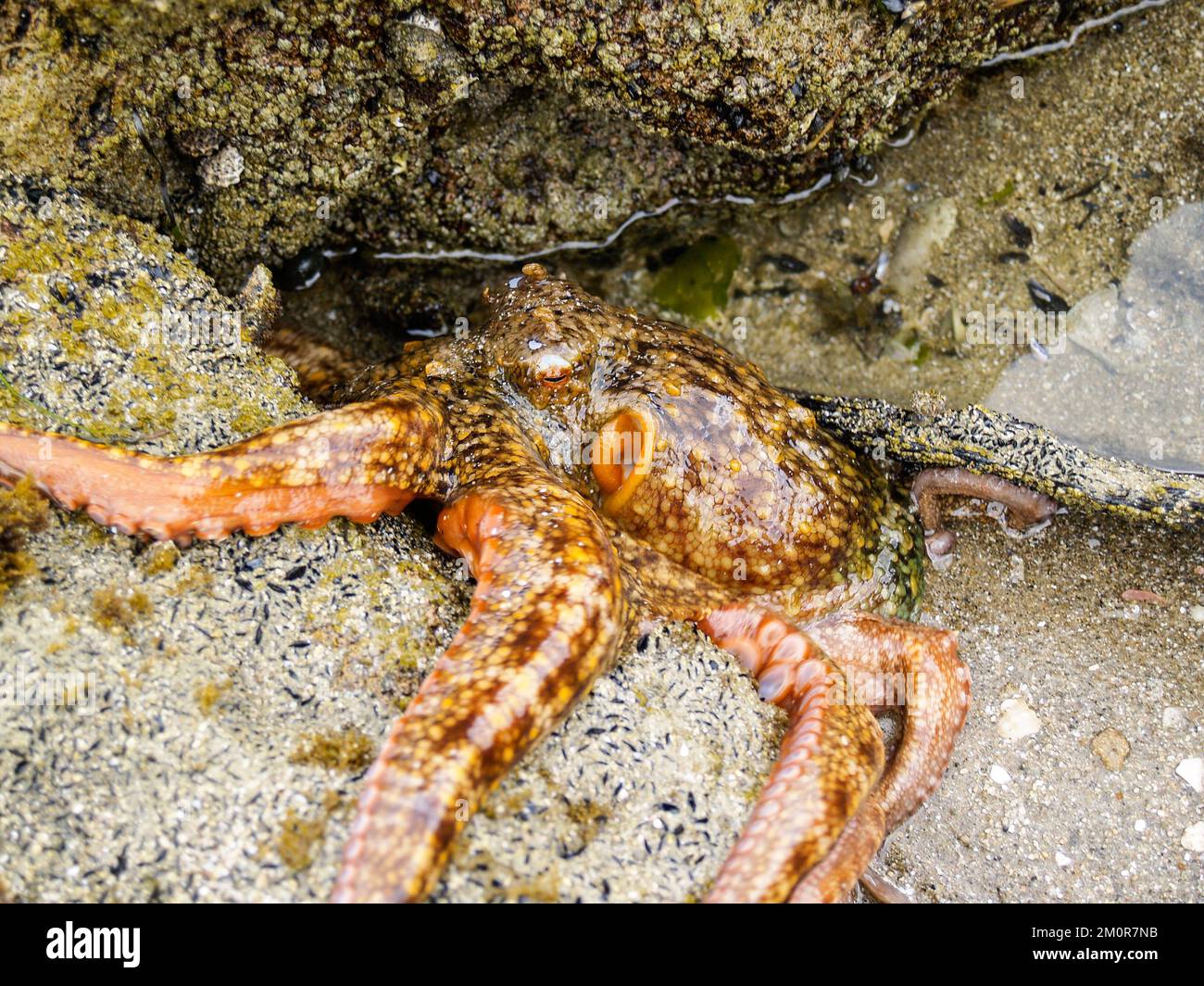 Little Octopus Climbing Over A Rock