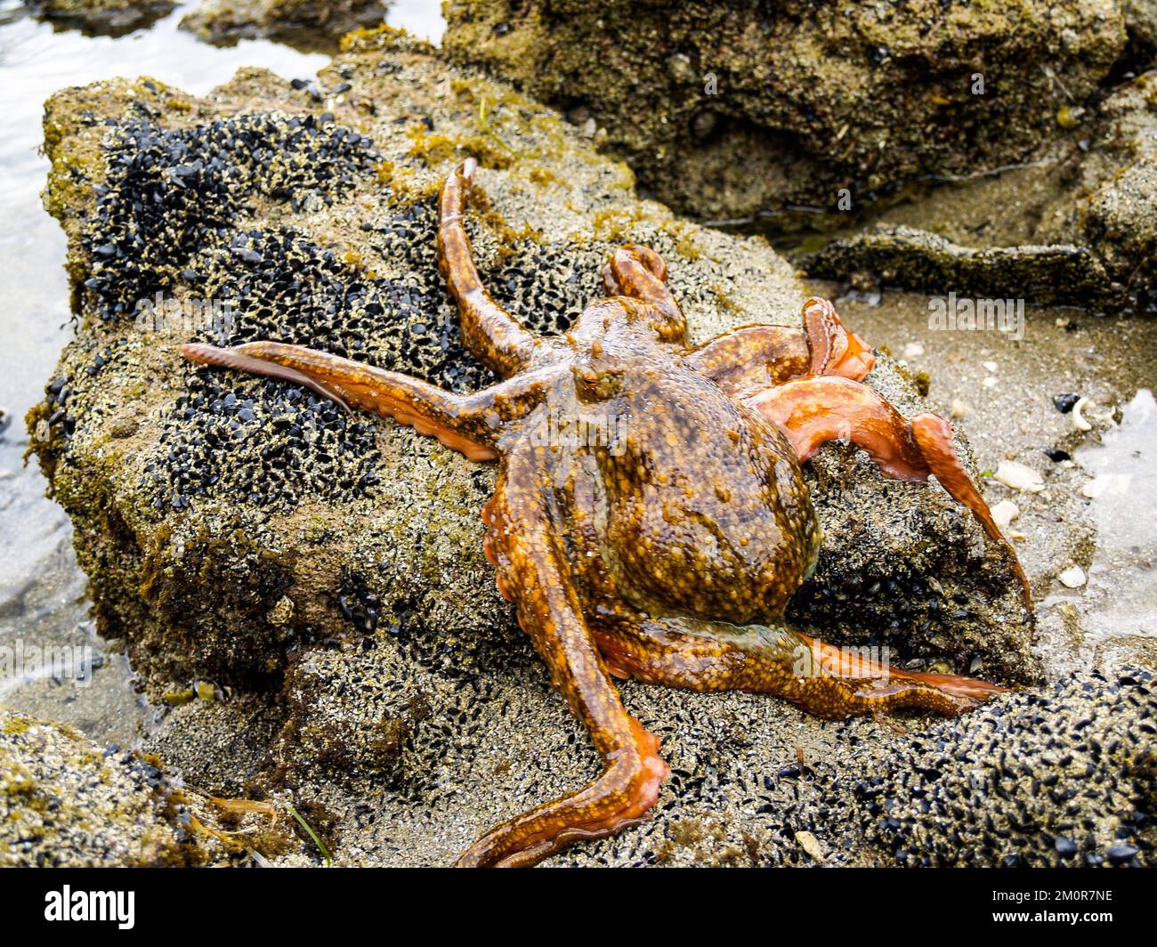 Octopus in small rock pool Stock Photo - Alamy
