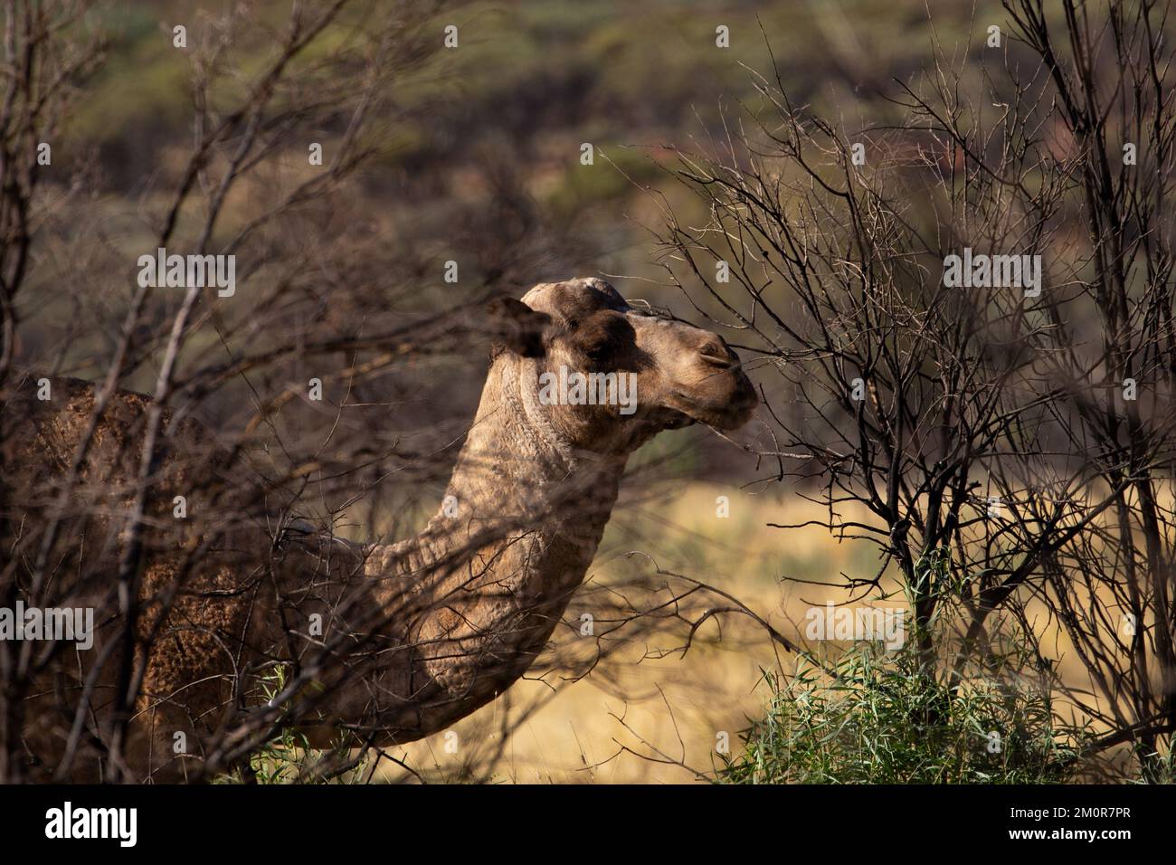 Australian feral animal hi-res stock photography and images - Alamy