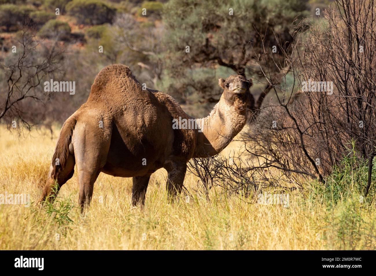Australian feral animal hi-res stock photography and images - Alamy