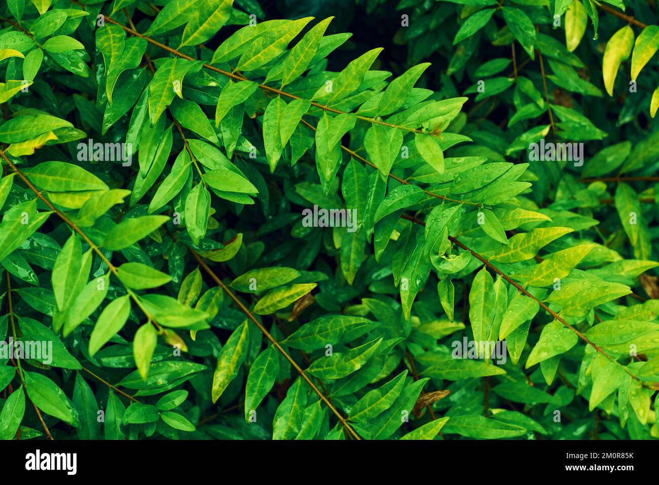 Green leaf texture. Leaves texture background. Creative layout of green ...