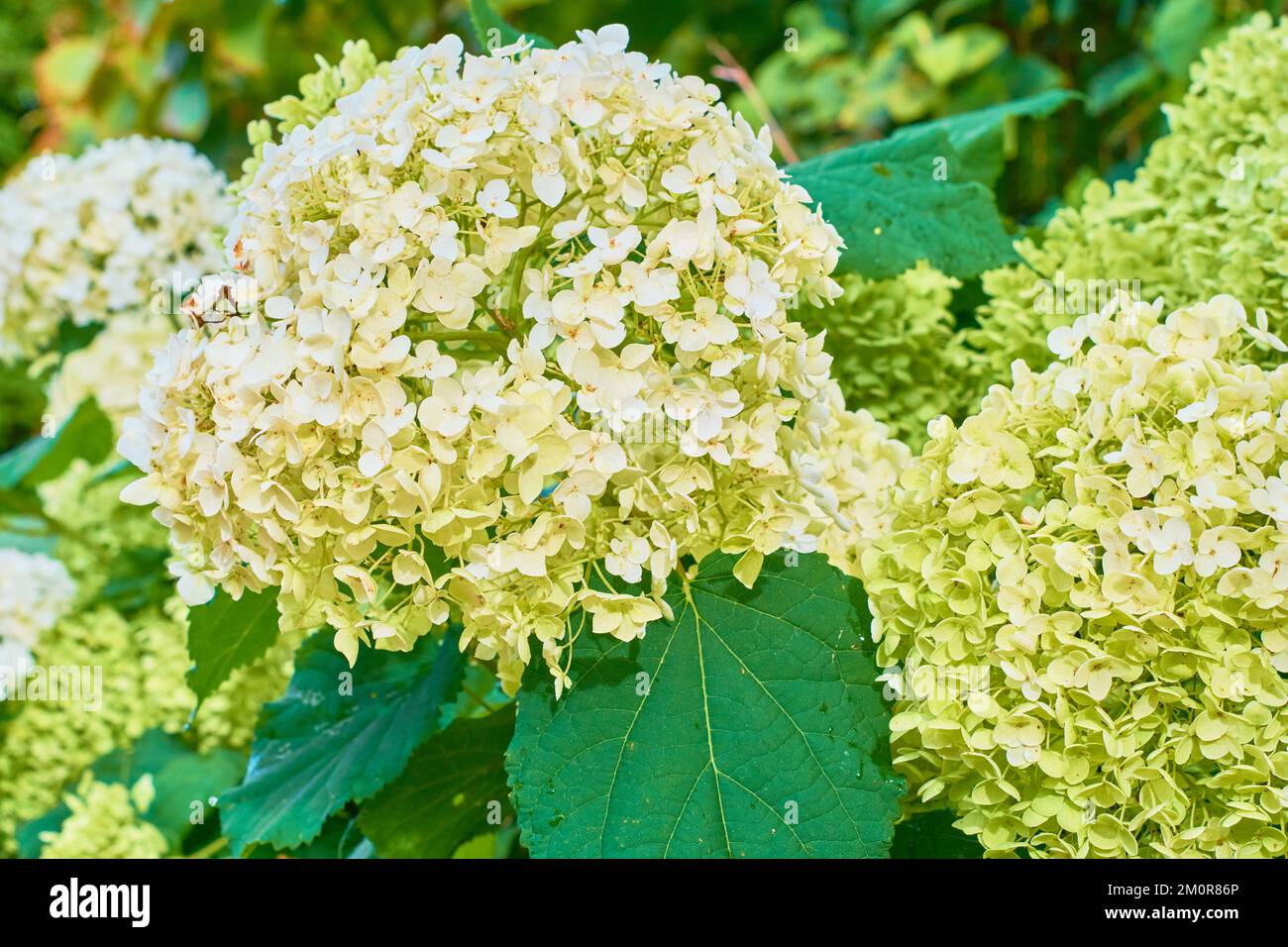 Hydrangea white,light green hydrangea flowers. Hydrangea macrophylla ...
