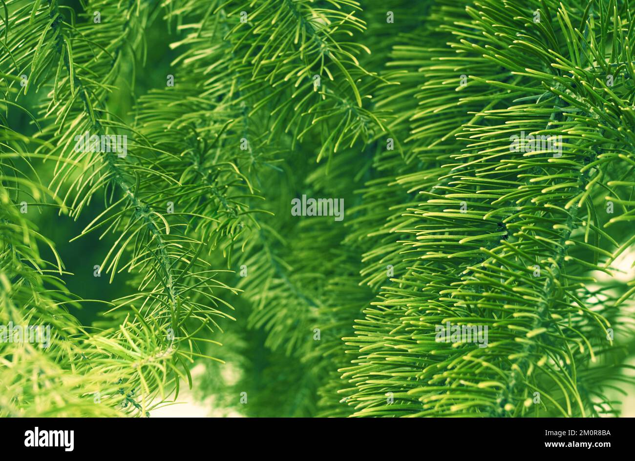 Fir branches green spruce. Close up. Spruce needles. Fluffy Christmas ...