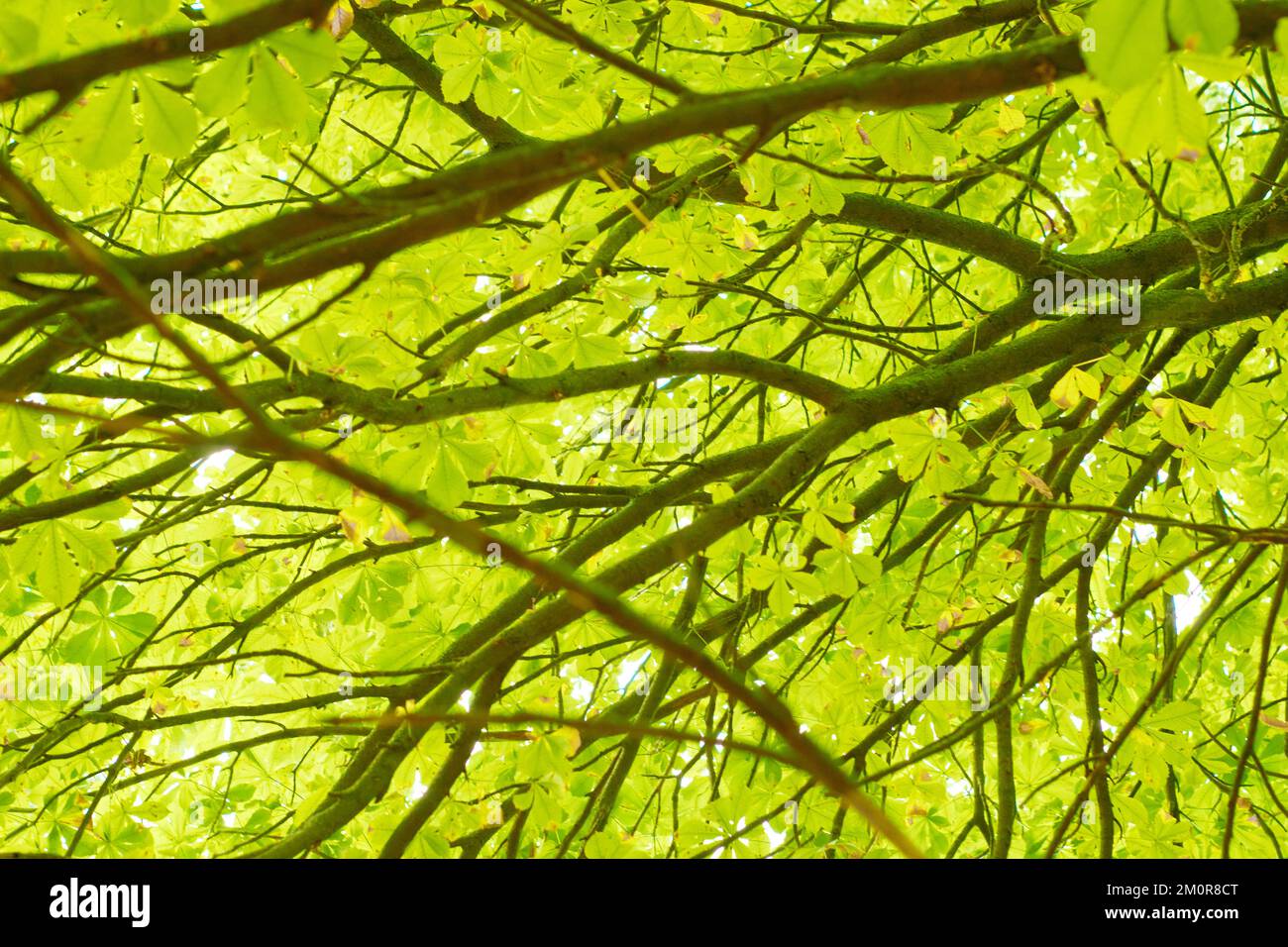 Selective focus. Beech tree in summer. Tree bottom up view. Nature ...