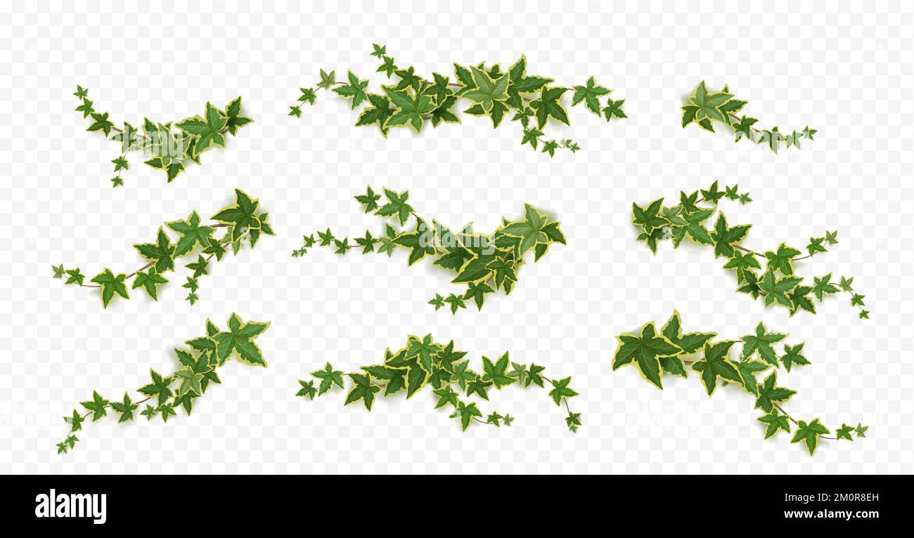 Ivy vines with green leaves of creeper plant, botanical decorative ...