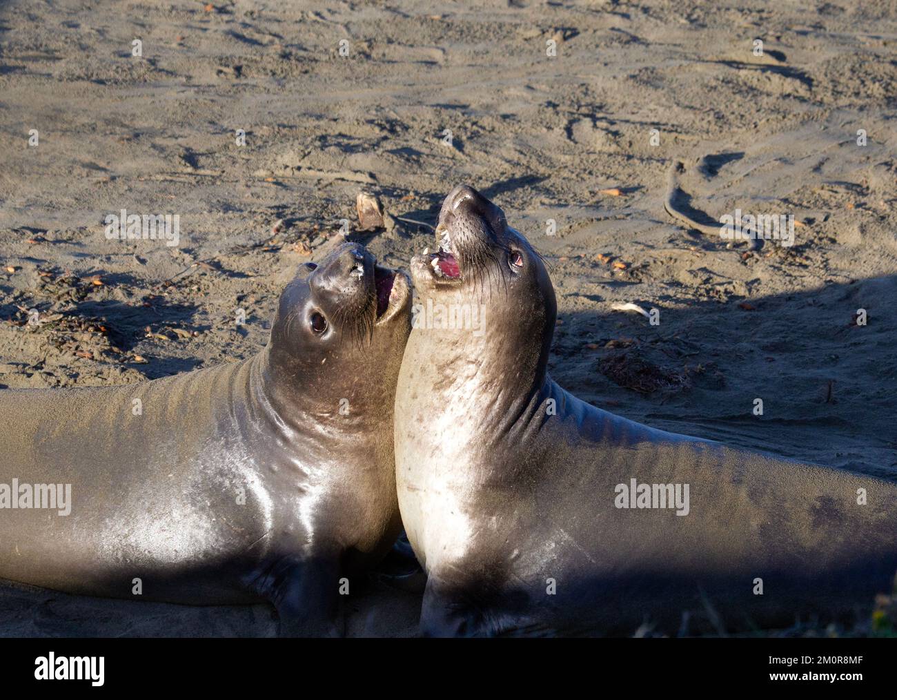 Seals at play hi-res stock photography and images - Alamy