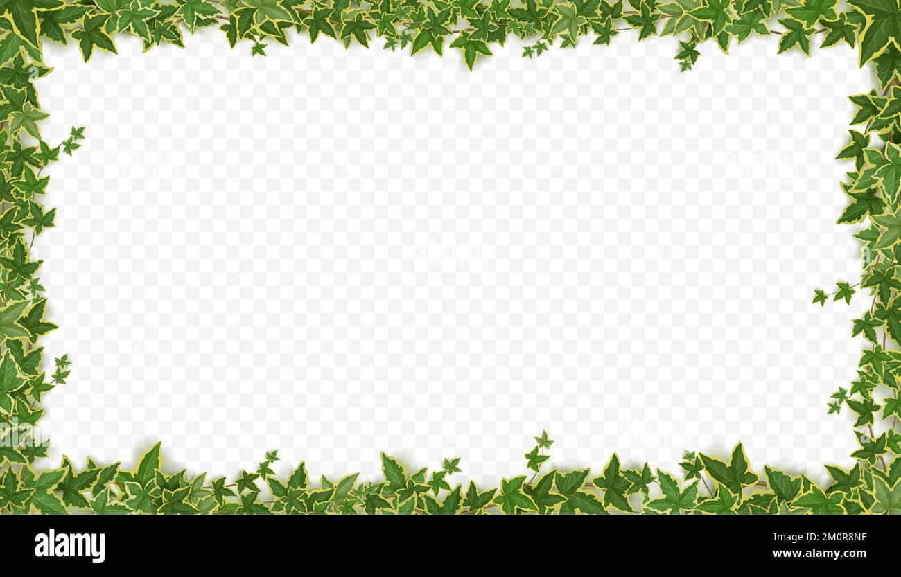 Frame of ivy vines with green leaves. Garden wall decoration with ...