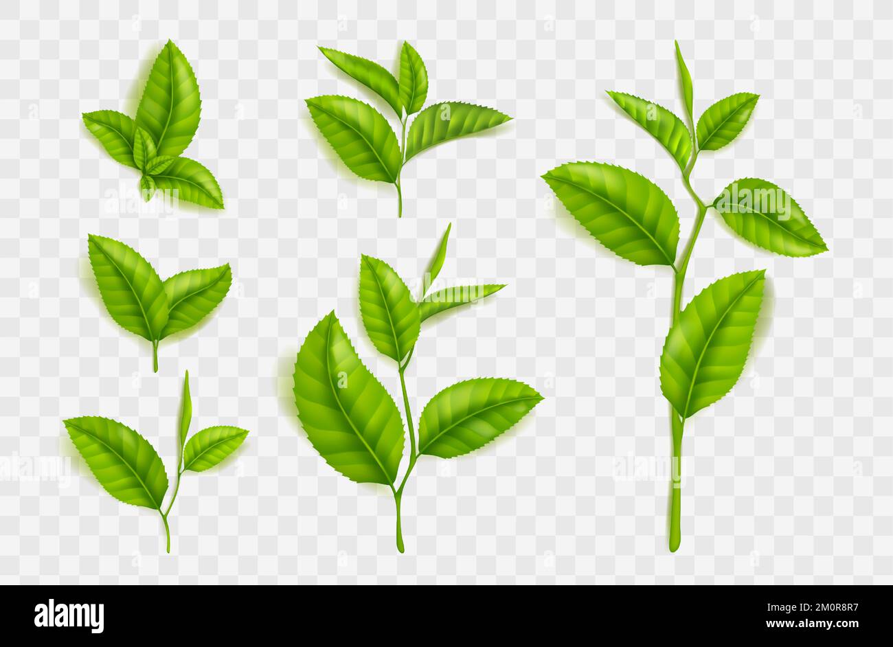 Tea leaves and stems, realistic green foliage, seedling or sprout ...