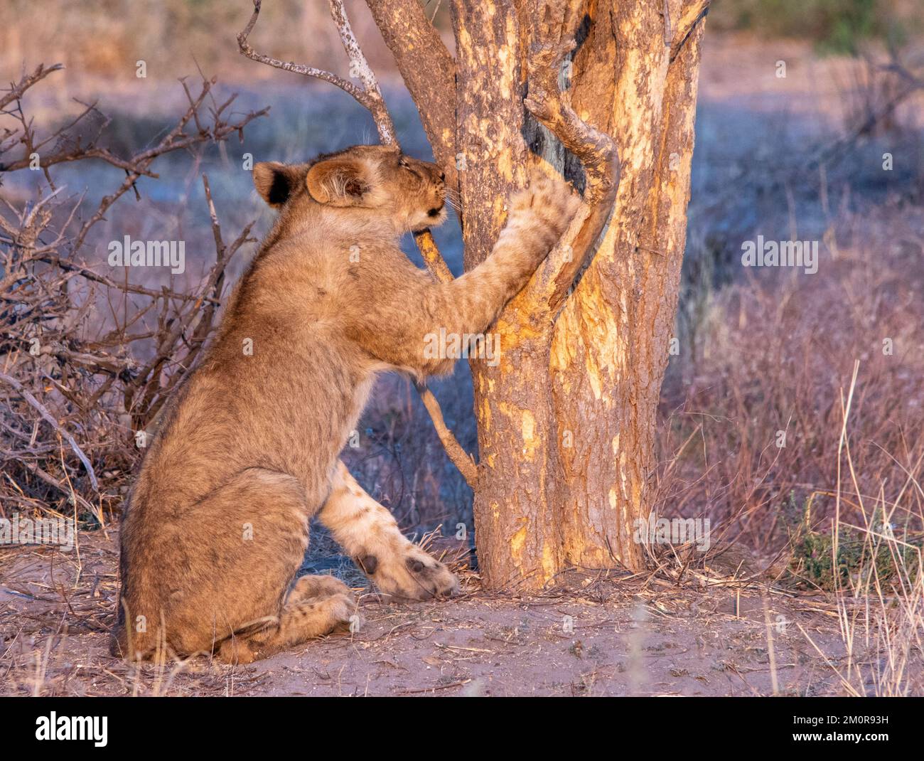 Juvenile African lion sharpens claws on the trunk of a tree Stock Photo ...