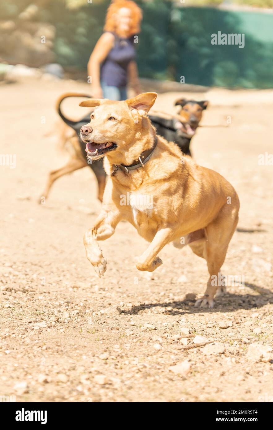 Woman throwing a ball to several dogs to play in a park Stock Photo - Alamy
