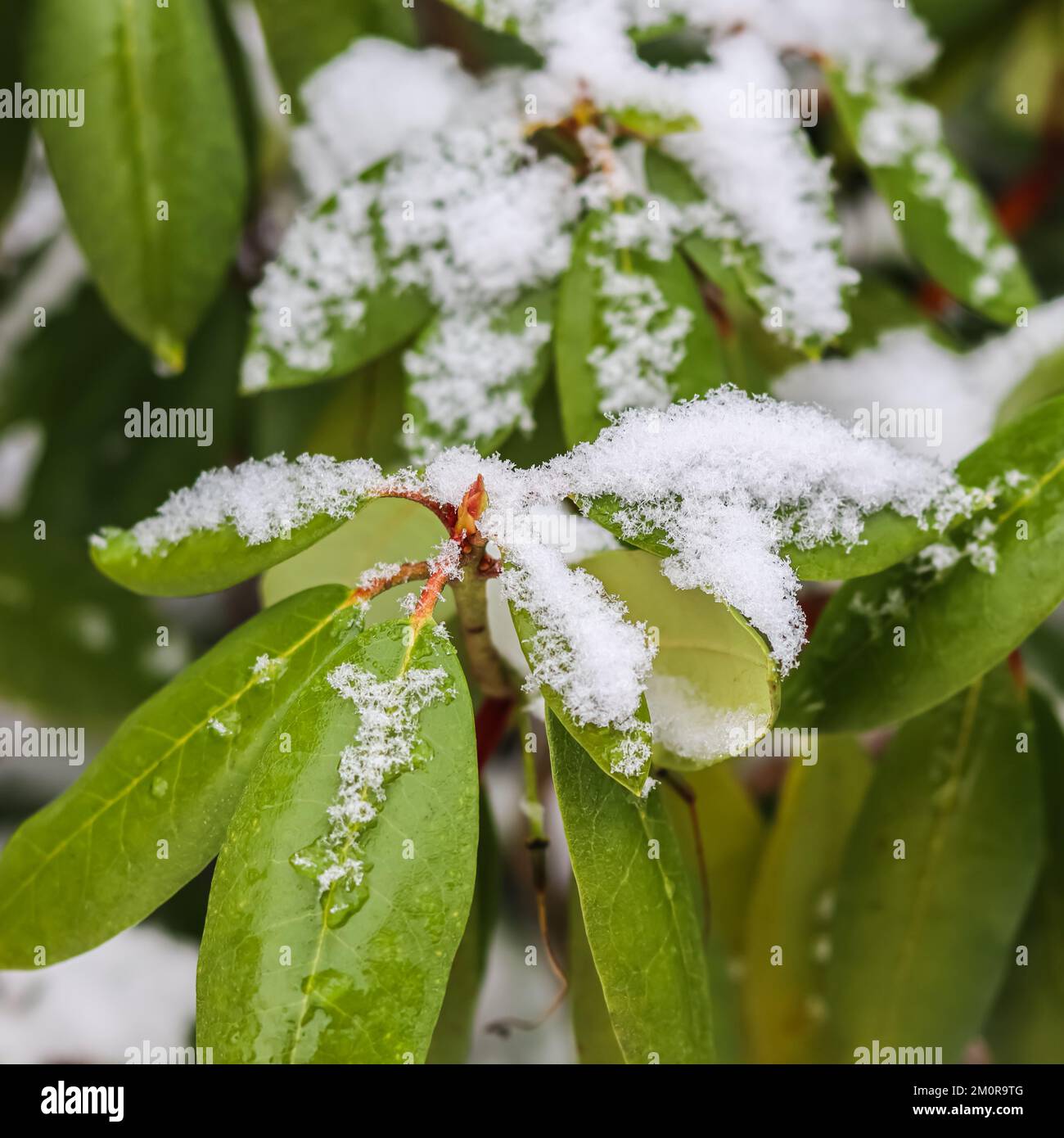 Rhododendron branch covered in fresh white snow. Winter setting Stock ...